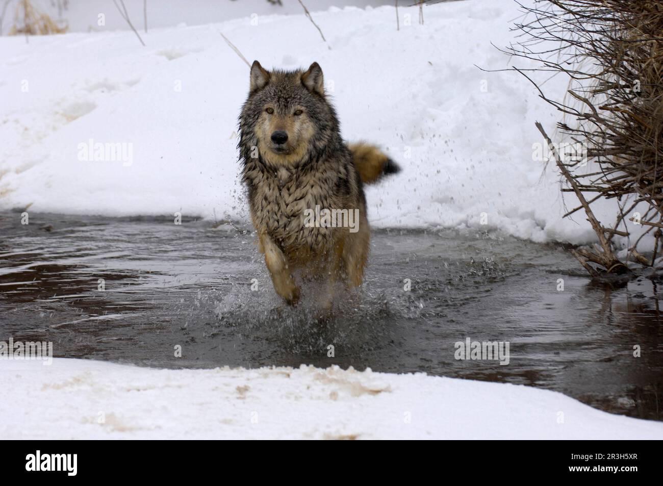 Timber Wolf (Canis lupus) adult, running through stream, Montana (U.) S ...