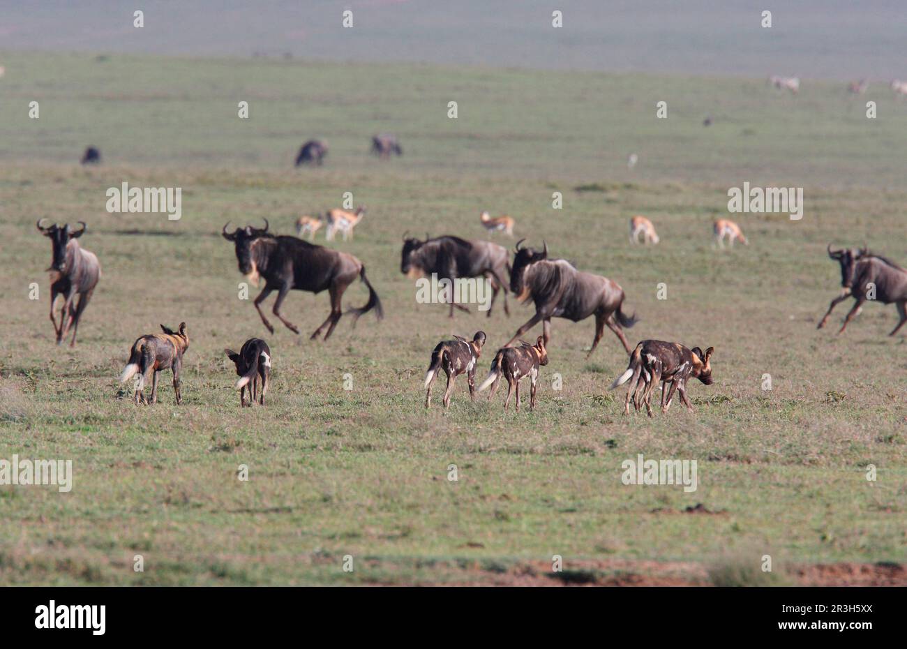 African wild dog (Lycaon pictus), Canines, Predators, Mammals, Animals ...