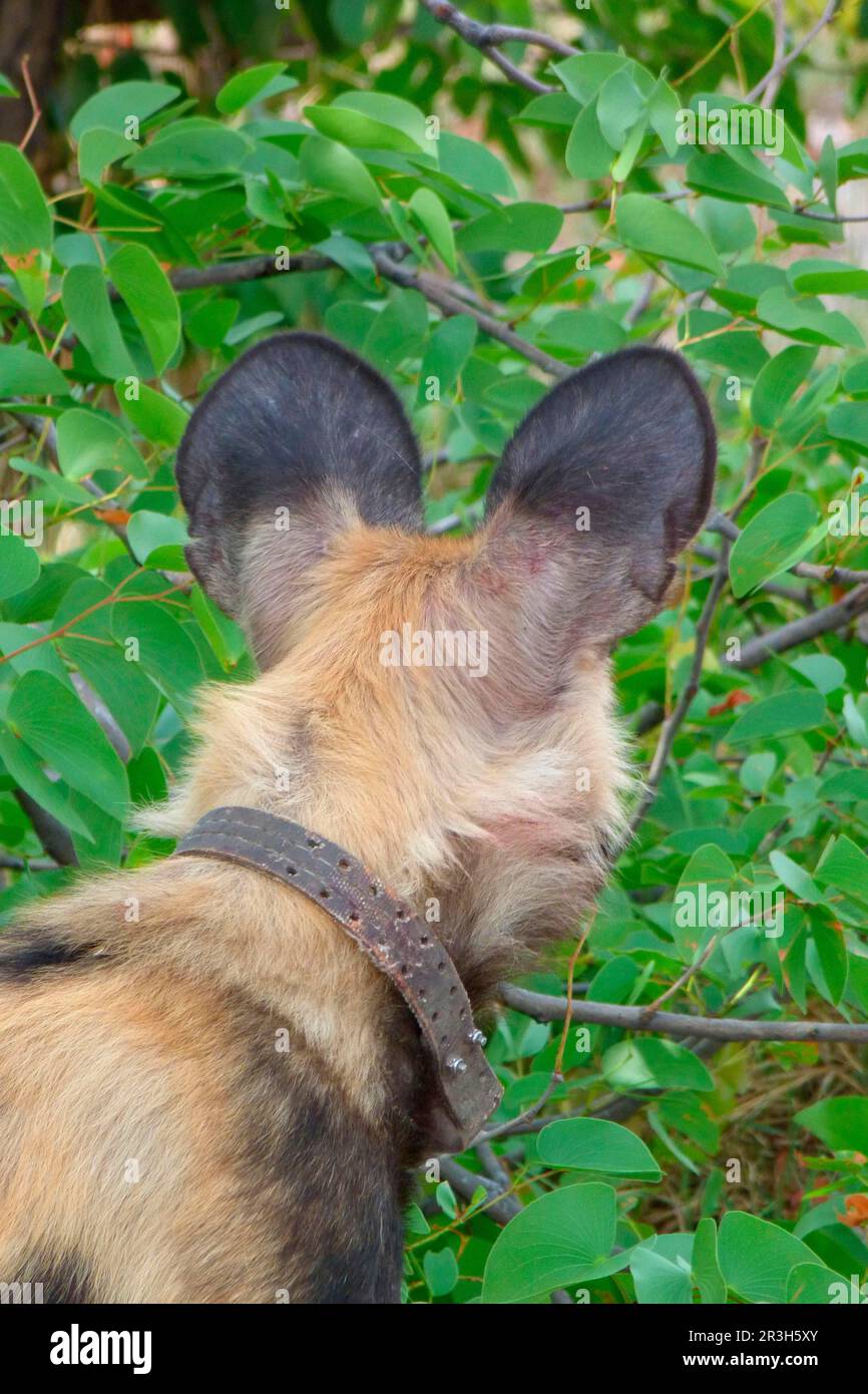 African wild dog (Lycaon pictus), canine species, predators, mammals ...