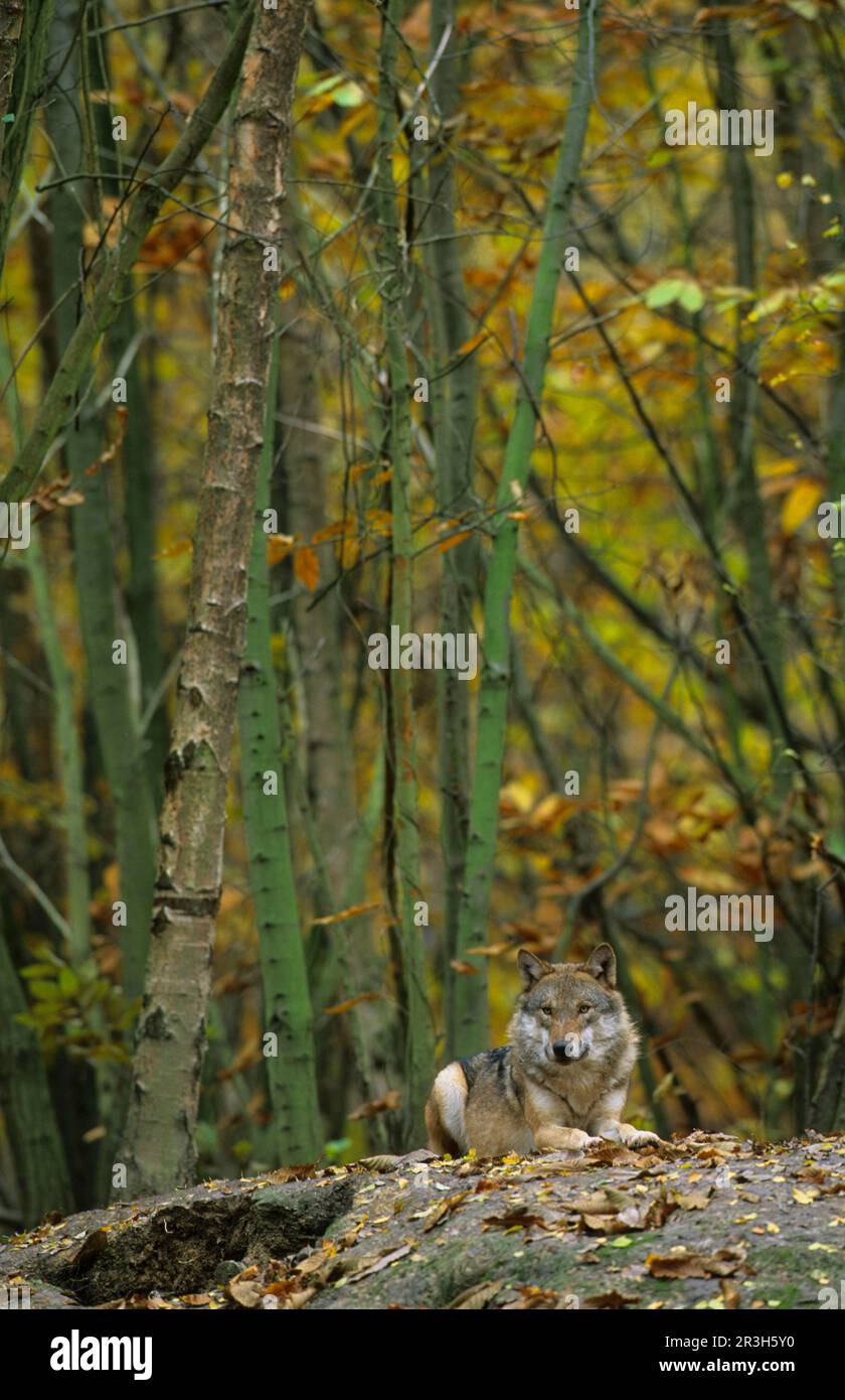European Wolf (Canis lupus) Female resting, captive, Wildwood Centre (U ...