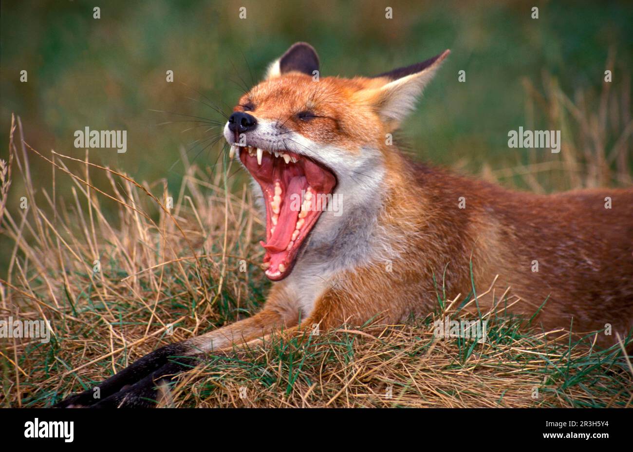 Red Fox, red foxes (Vulpes vulpes), Fox, Foxes, Canines, Predators, Mammals, Animals, Red Fox ...