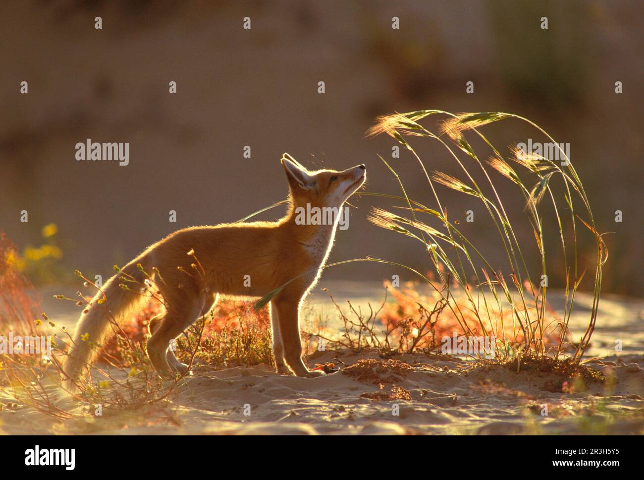 Red fox, red foxes (Vulpes vulpes), red foxes, fox, foxes, canines ...