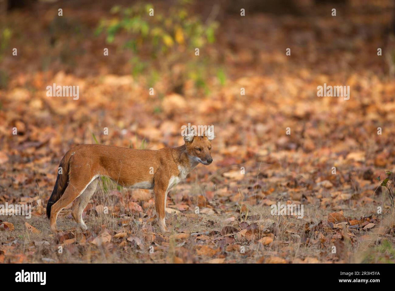 Dhole (Cuon alpinus), dhole, Asian wild dogs, red dog, red dogs, dog ...
