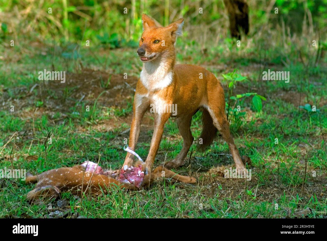 Dhole (Cuon alpinus), dhole, Asian wild dogs, red dog, red dogs, dog ...