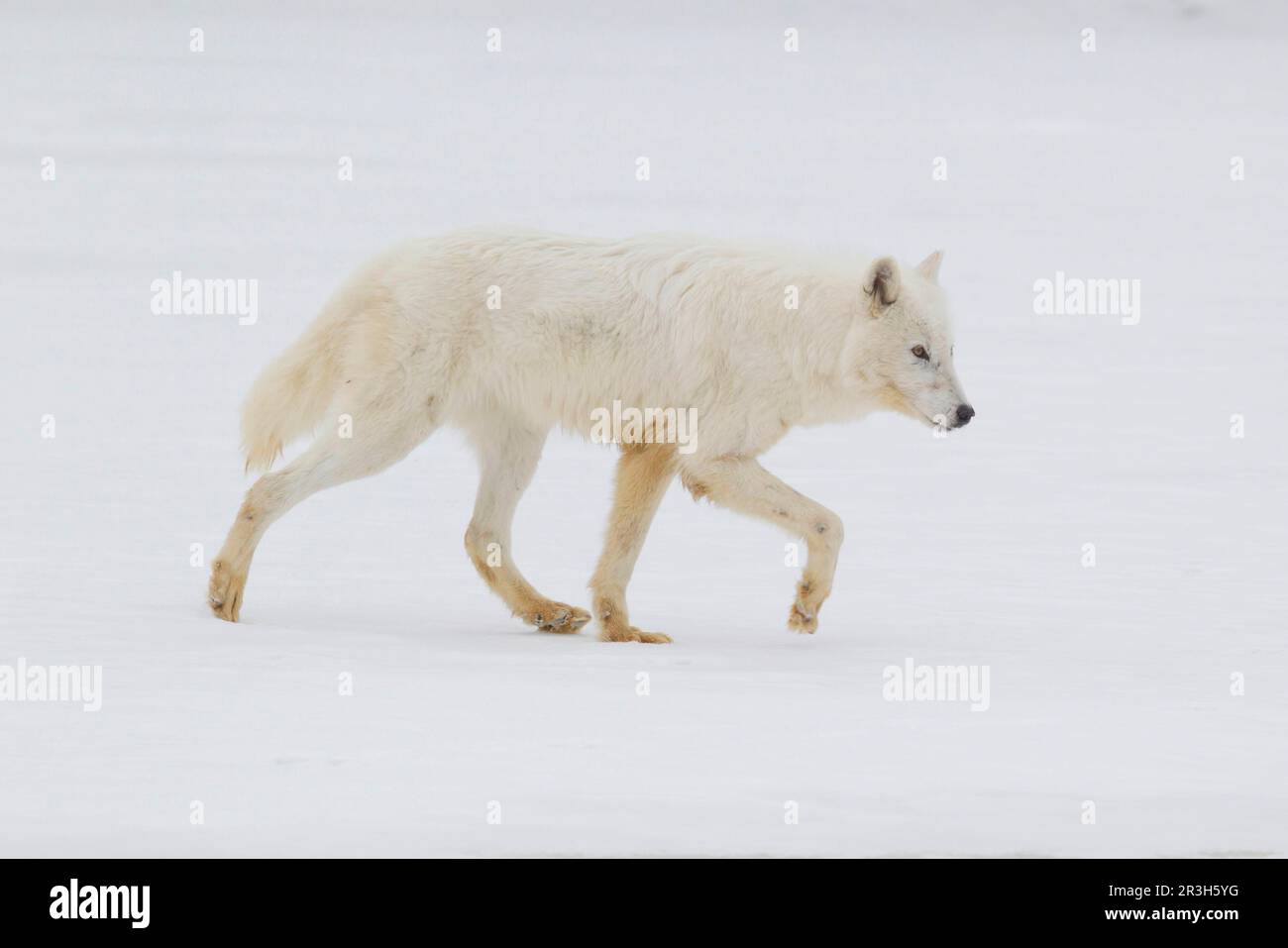 Arctic wolf, Artic wolves, Arctic wolves (Canis lupus arctos), wolf ...