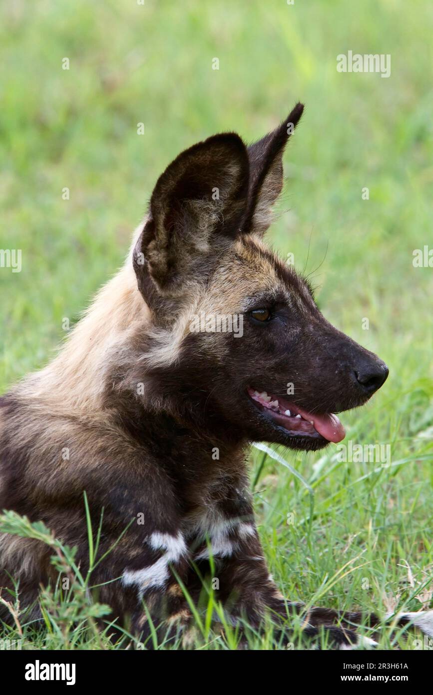Only mammals hi-res stock photography and images - Alamy