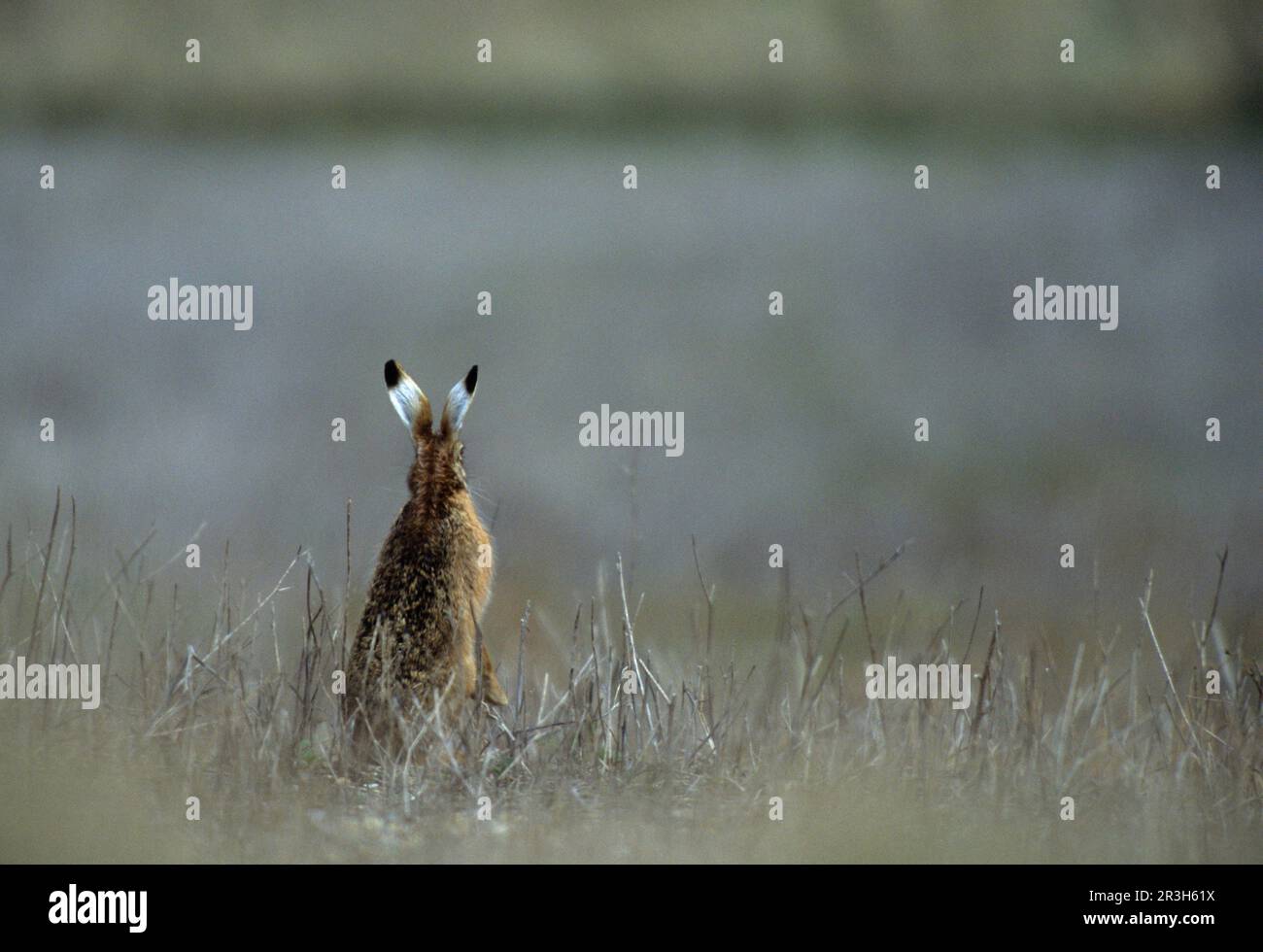 European Hare (Lepus europaeus) Standing on hind legs, Rye Harbour ...