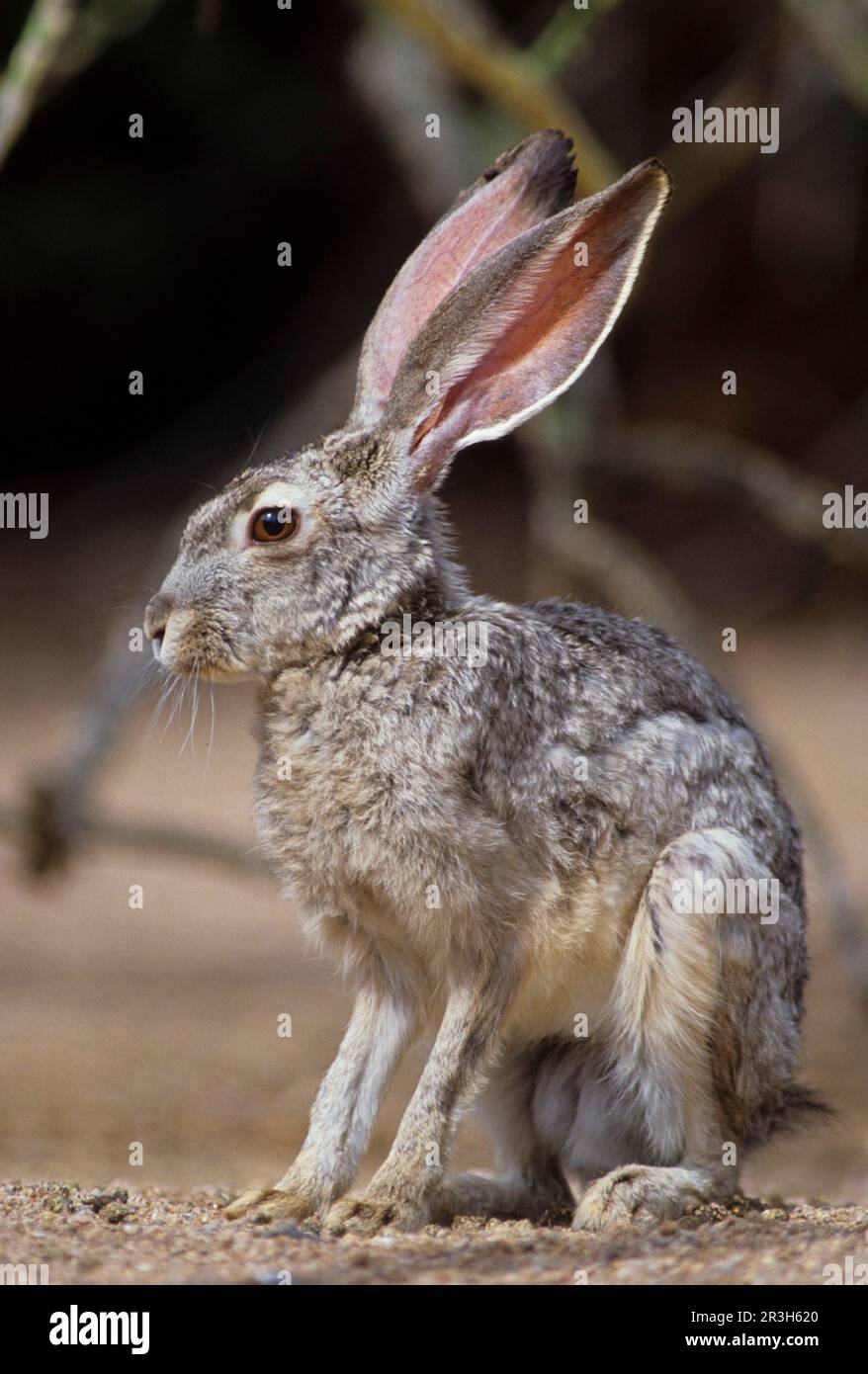 Black-tailed jackrabbit (Lepus californicus), California jackrabbits ...