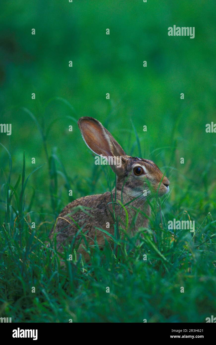 Cape hare, Cape hare, desert hares, Cape hares (Lepus capensis), hares ...