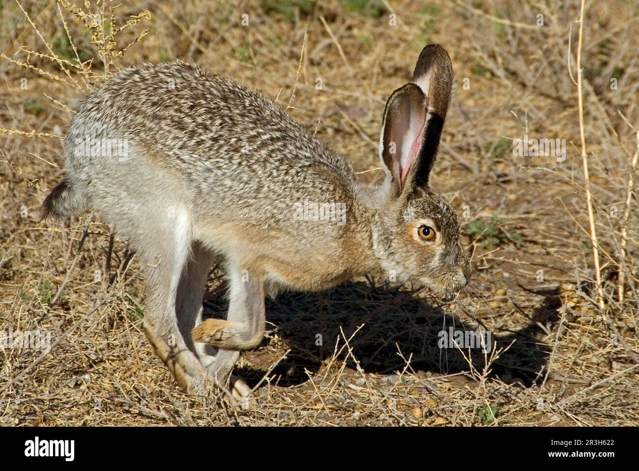 Jack Rabbit Running