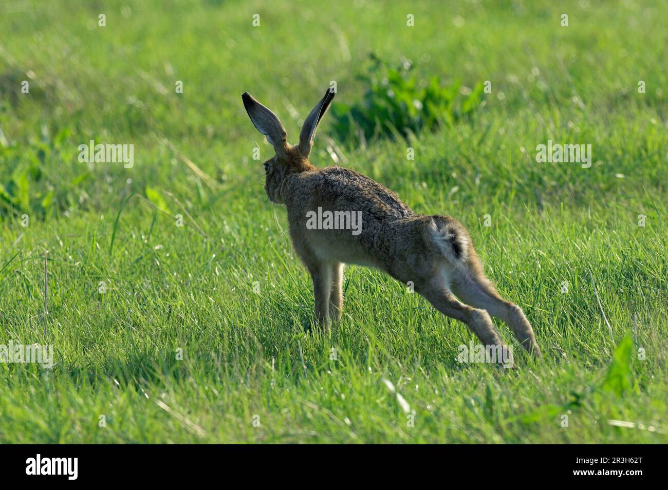 European hare, european hares (Lepus europaeus), hares, rodents ...