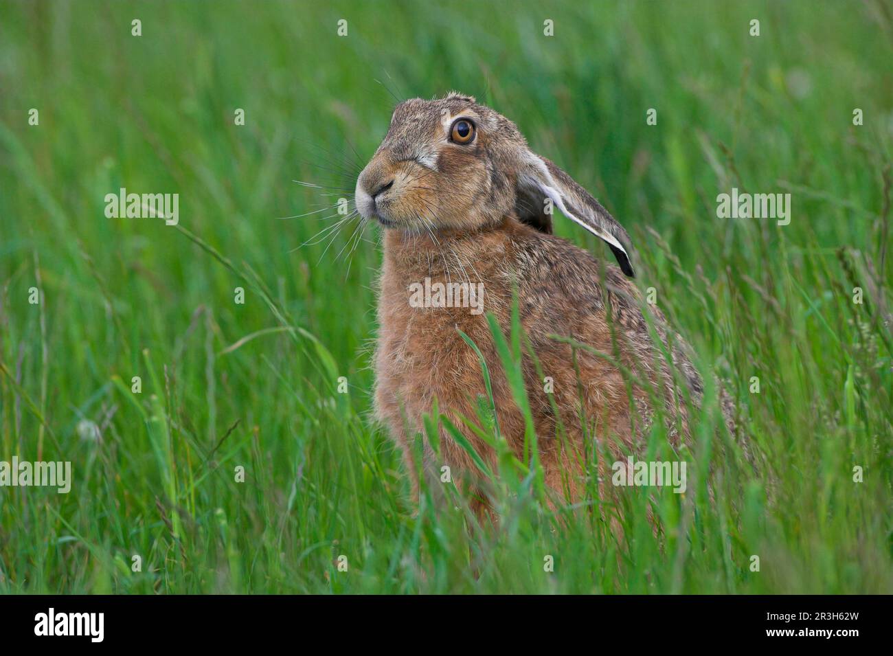 European hare (Lepus europaeus) adult, sitting upright in grass, field ...