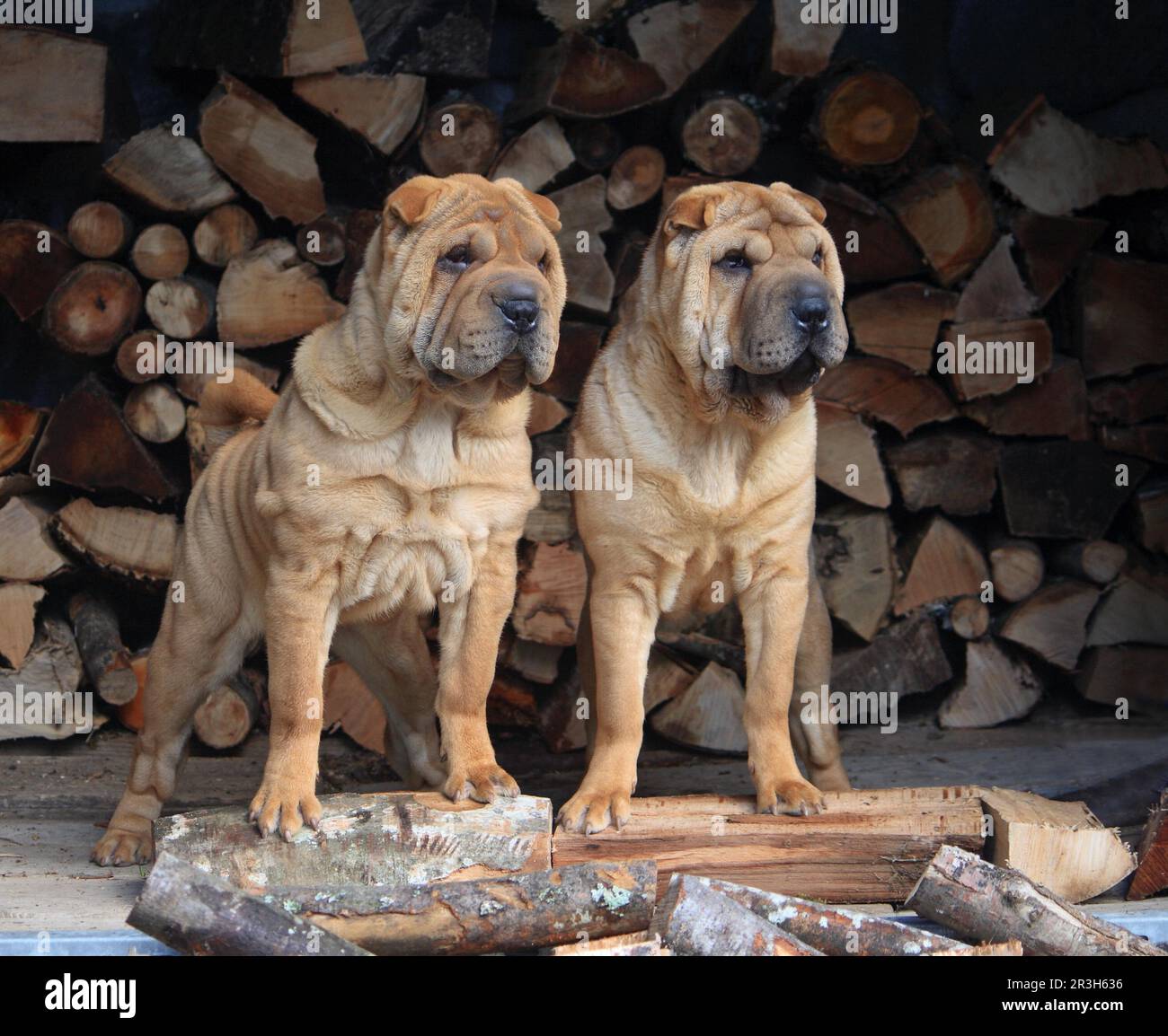 Shar Peis, Puppies Stock Photo - Alamy