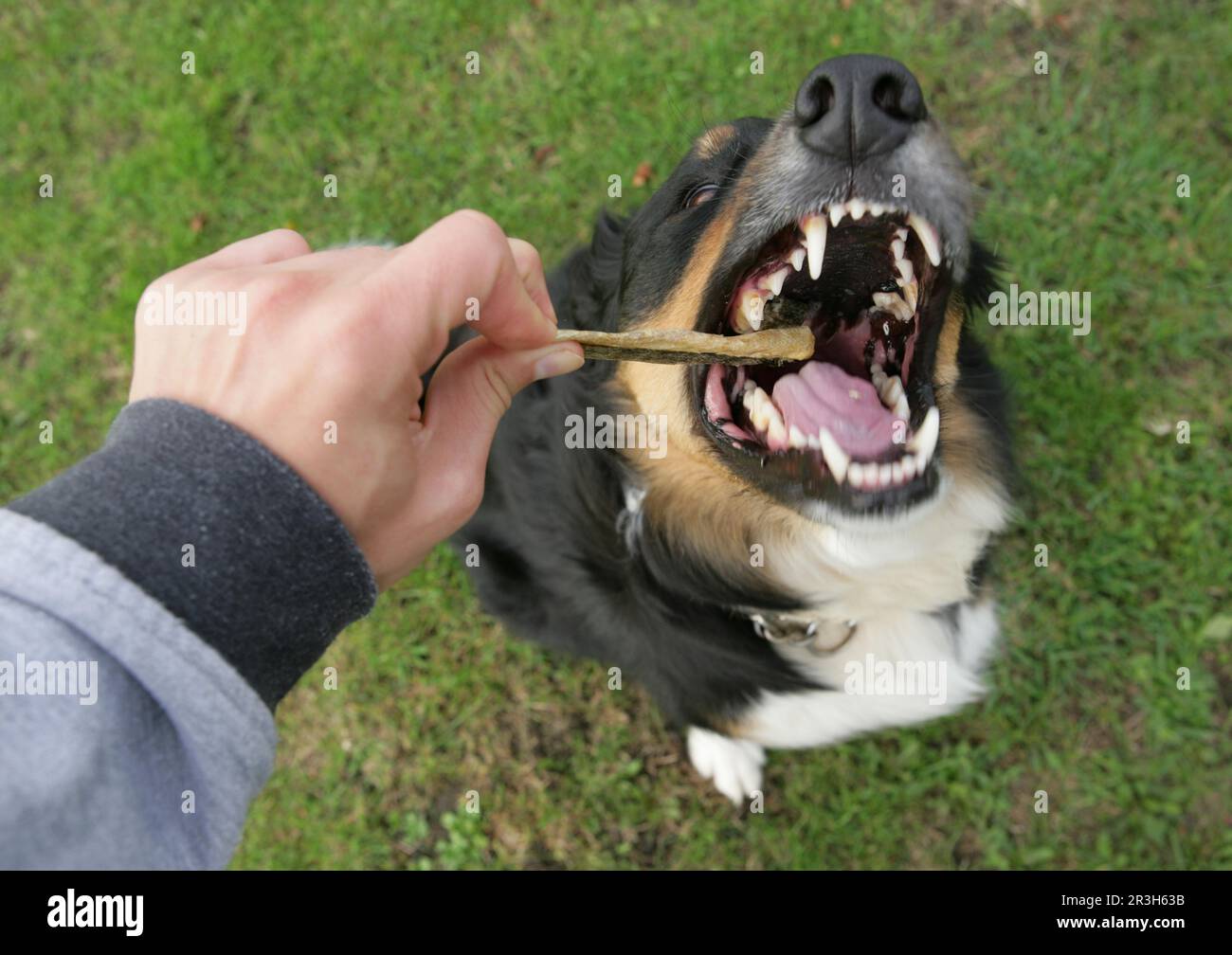 Border collie gets treats from owner, tooth, teeth, dentures Stock ... Border collie gets treats from owner, tooth, teeth, dentures Stock ...