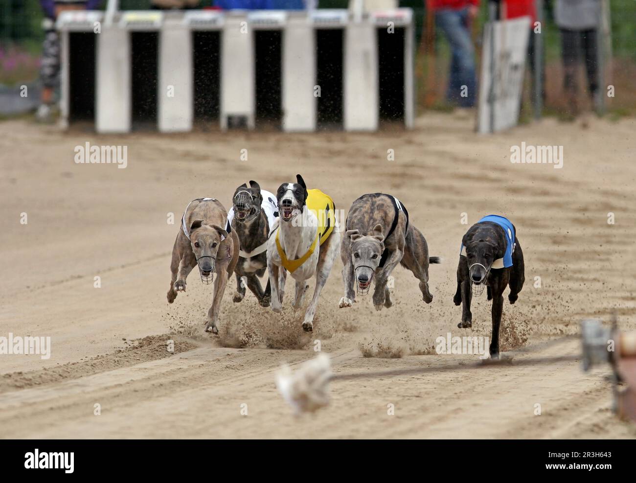 Three greyhound hi-res stock photography and images - Alamy