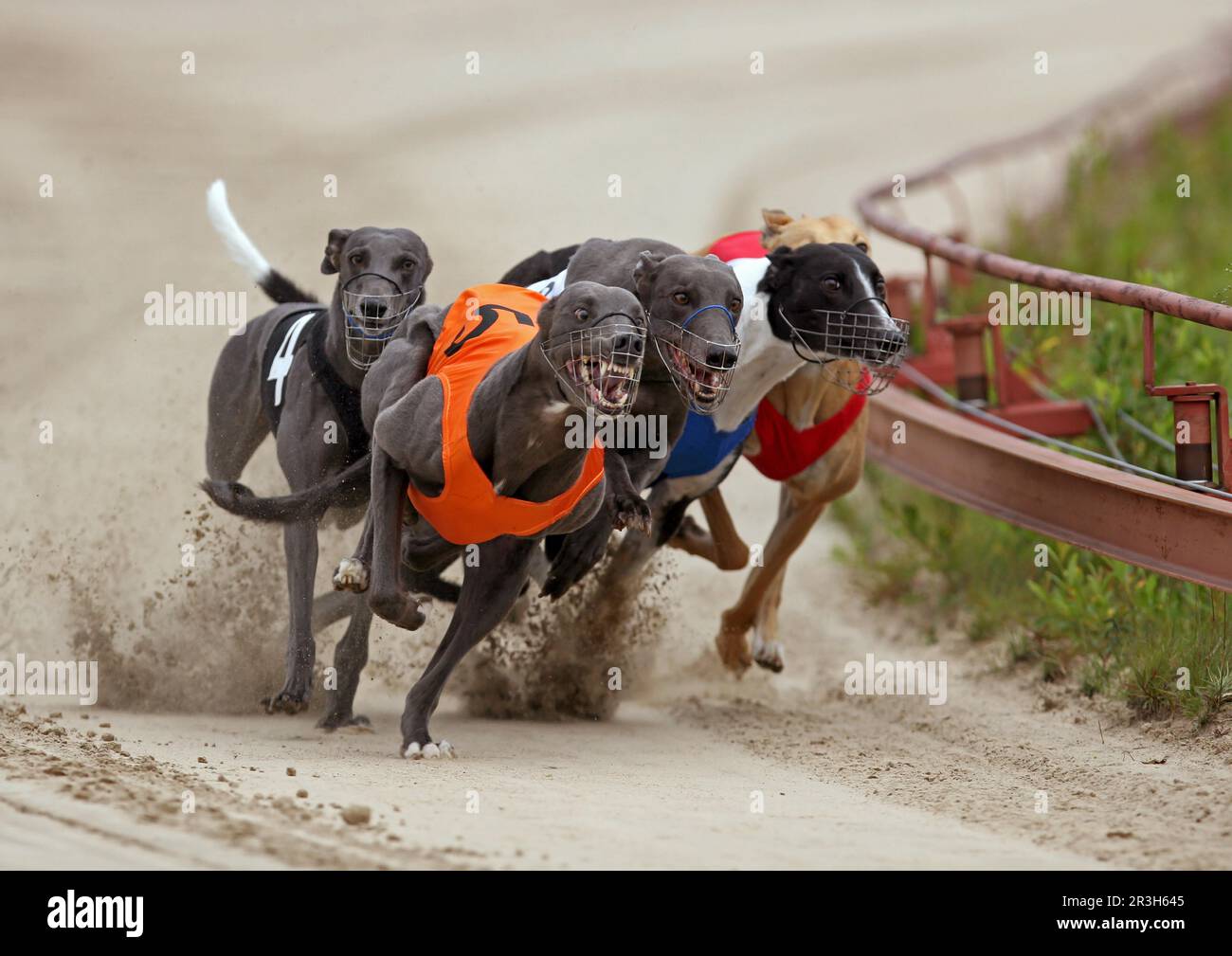 Greyhound racing hi-res stock photography and images - Alamy