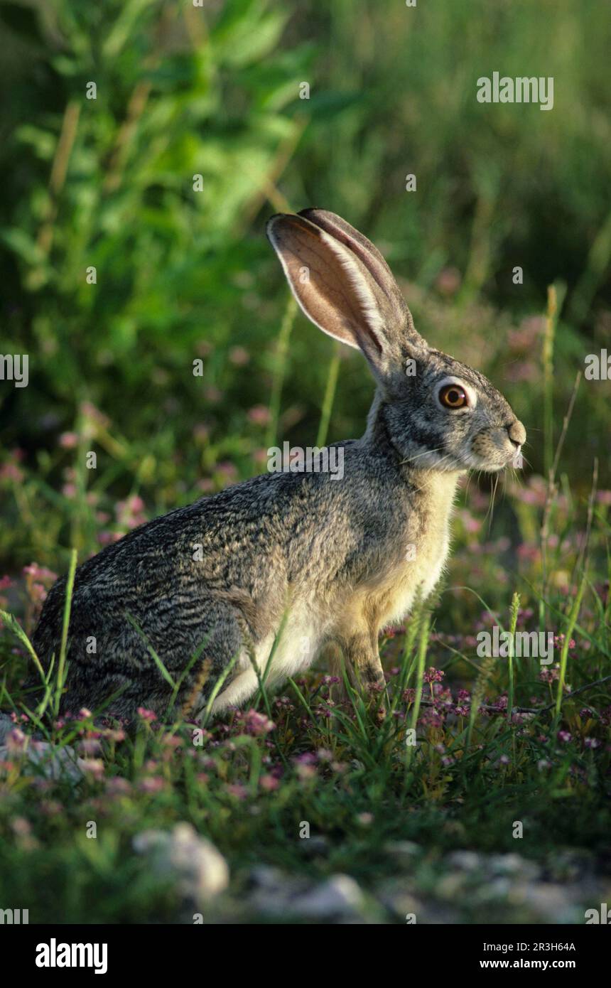 Scrub Hare, Mountain Hare, scrub hares (Lepus saxatilis), Scrub Hare ...