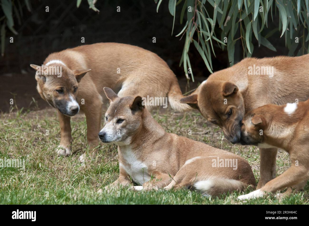 Domestic dog, New Guinea Singing dog (Canis familiaris hallstromi ...