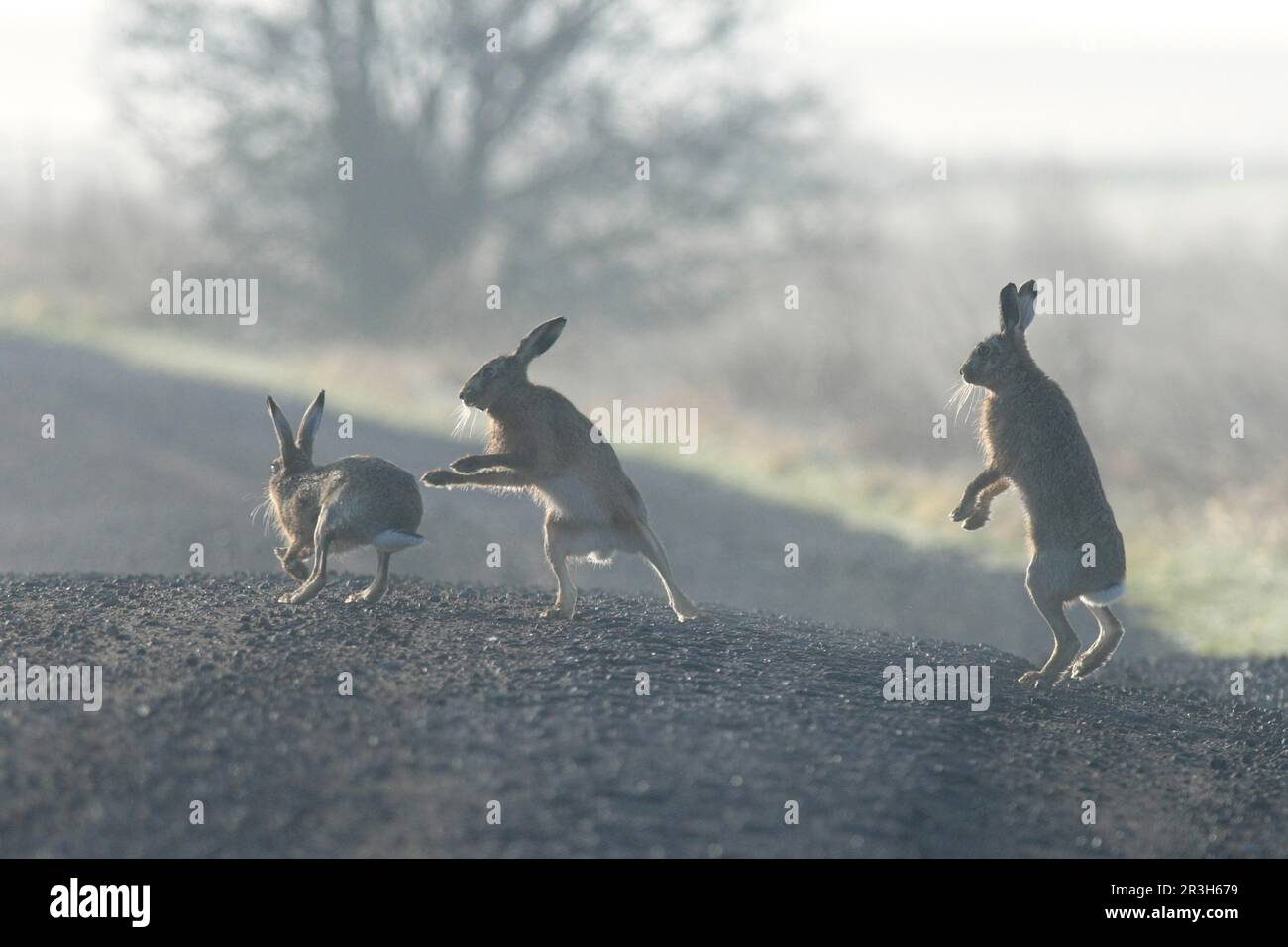 European hare (Lepus europaeus) three adults, 'boxing', fighting on the ...