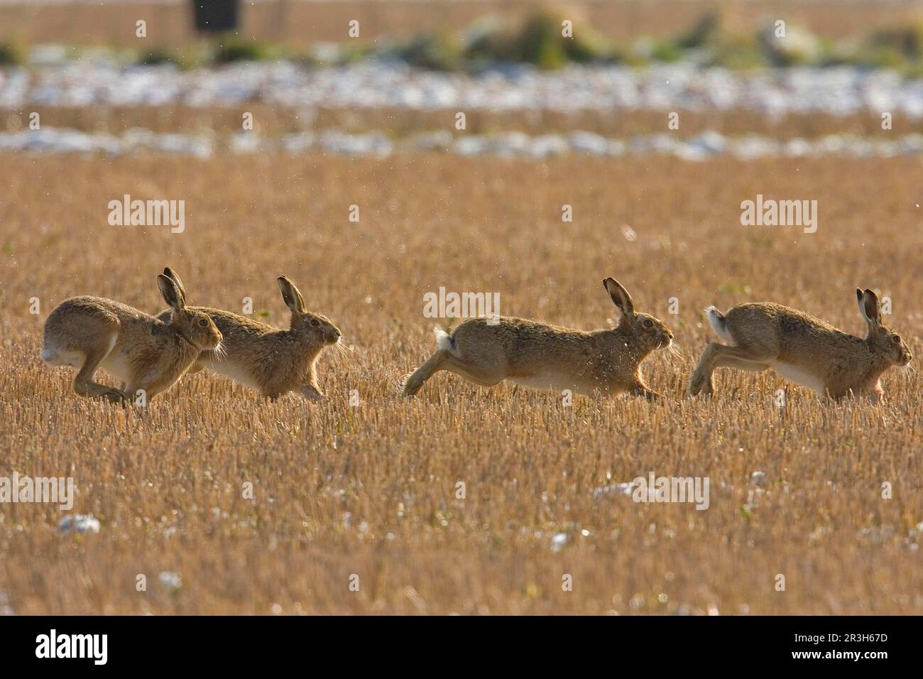 European Hare (Lepus europaeus) four adults, chasing in wet stubble ...