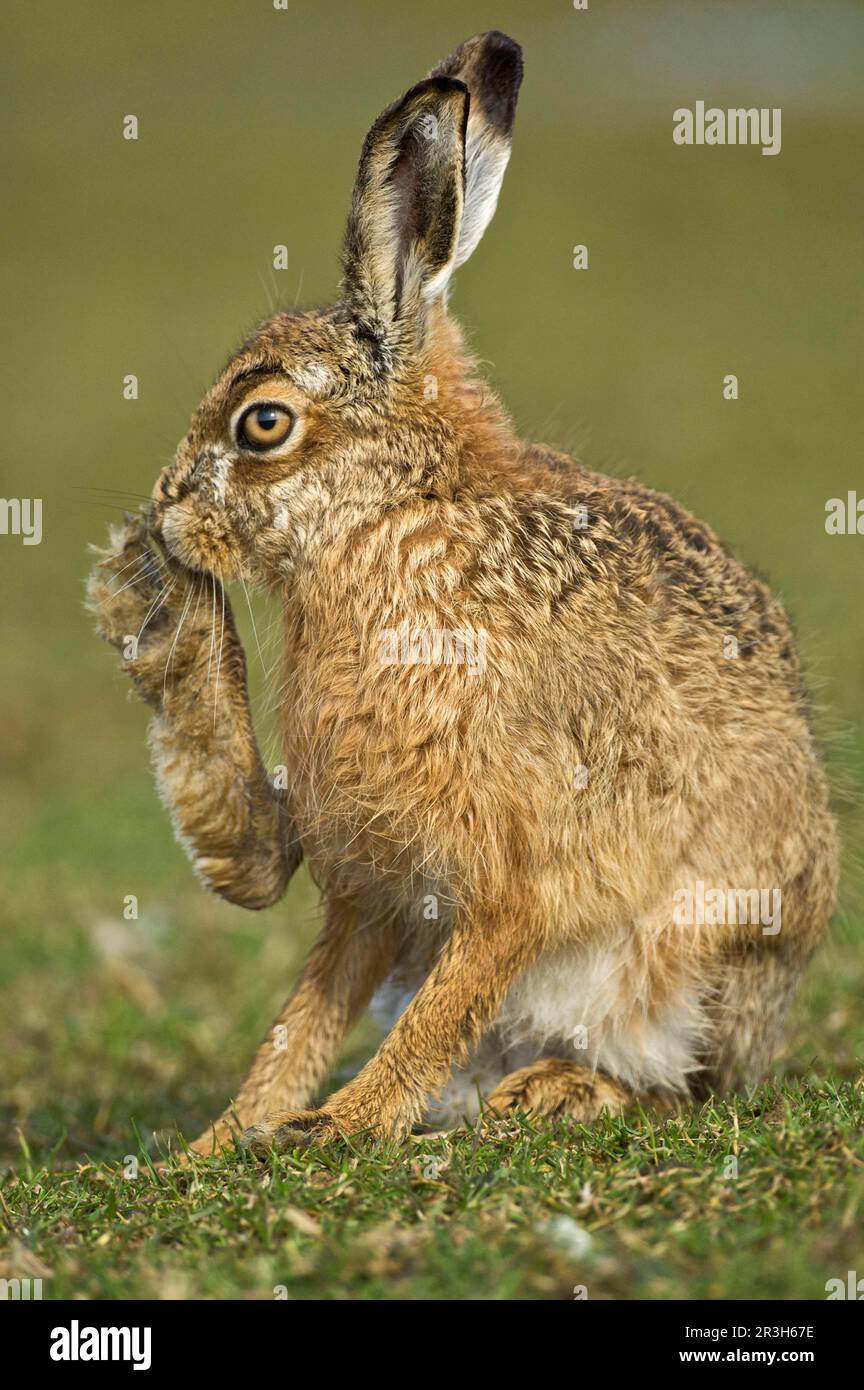 European hare, european hares (Lepus europaeus), hares, rodents ...