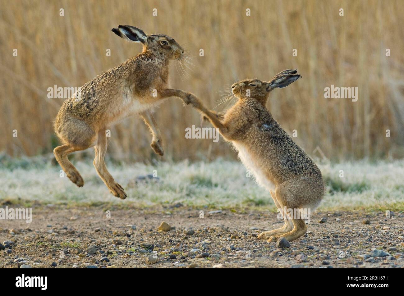 European Hare (Lepus europaeus) two adults, 'boxing', Elmley Marshes ...