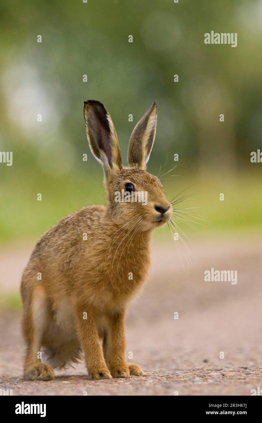 Farm hare hi-res stock photography and images - Alamy