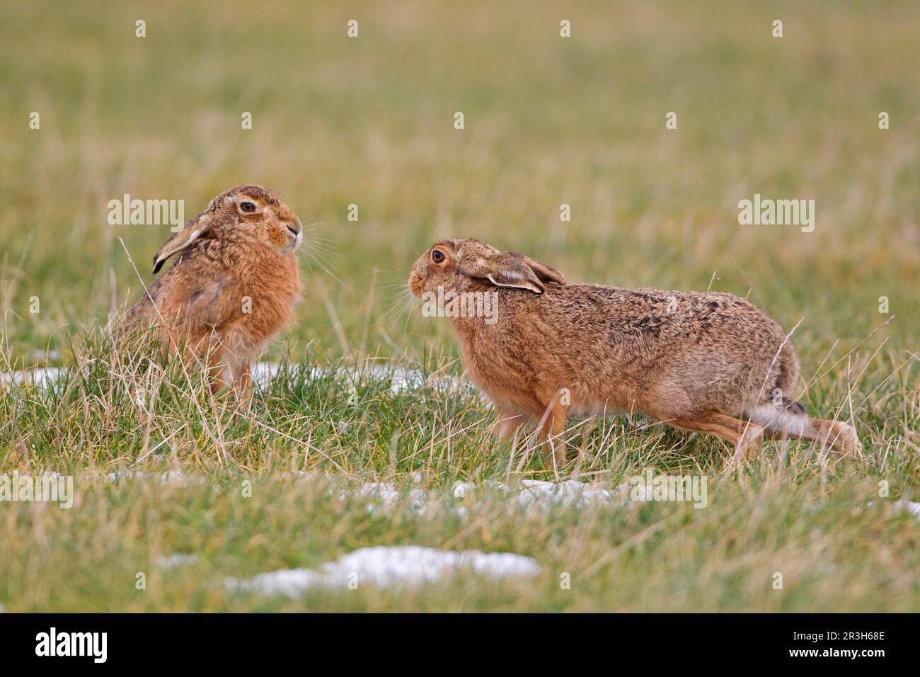 European Hare (Lepus europaeus) adult pair, male moving in on female ...