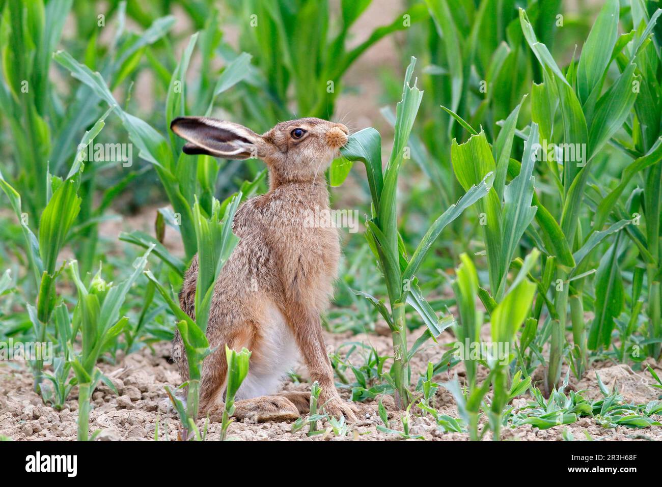 European hare, european hares (Lepus europaeus), hares, rodents ...