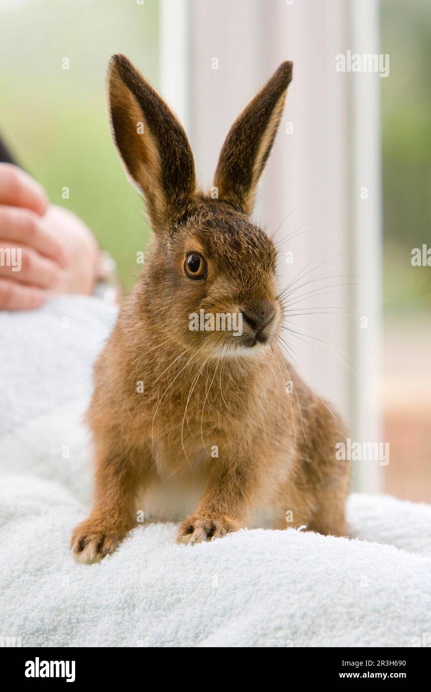 European Hare (Lepus europaeus) orphaned leveret, being hand reared ...