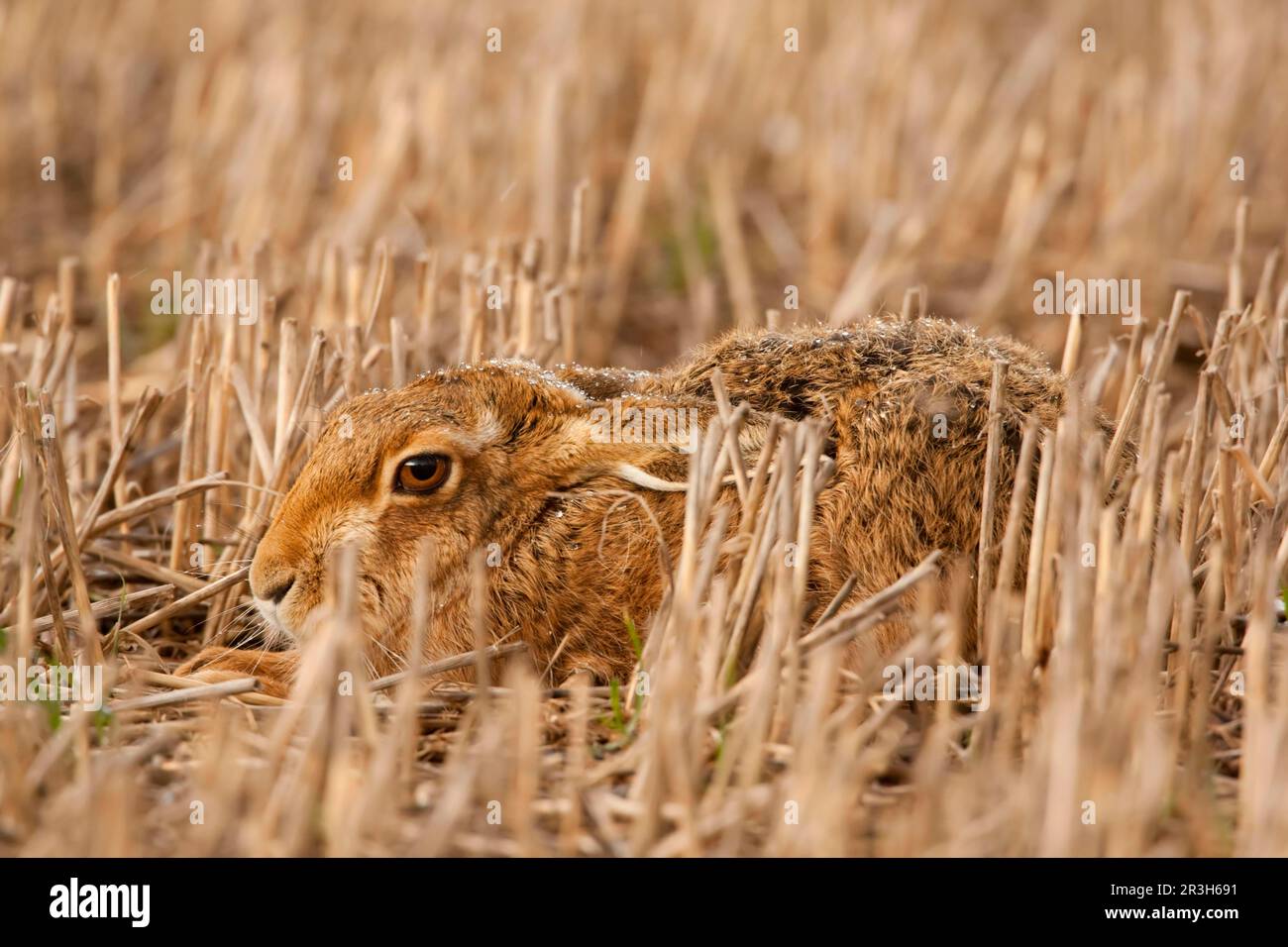 European hare, european hares (Lepus europaeus), hares, rodents ...