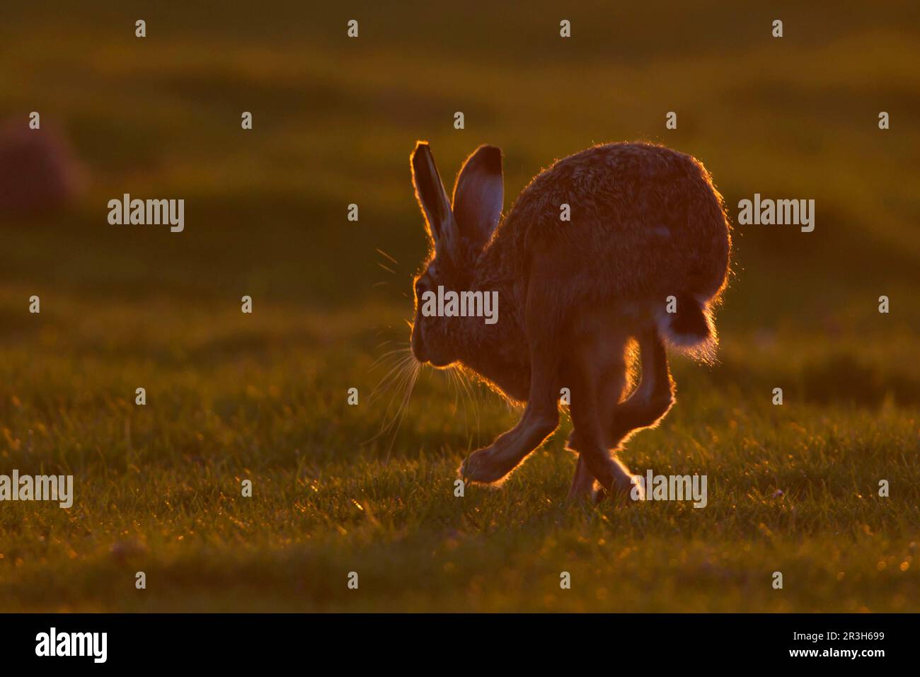 European Hare (Lepus europaeus) adult, running, backlit at sunset ...
