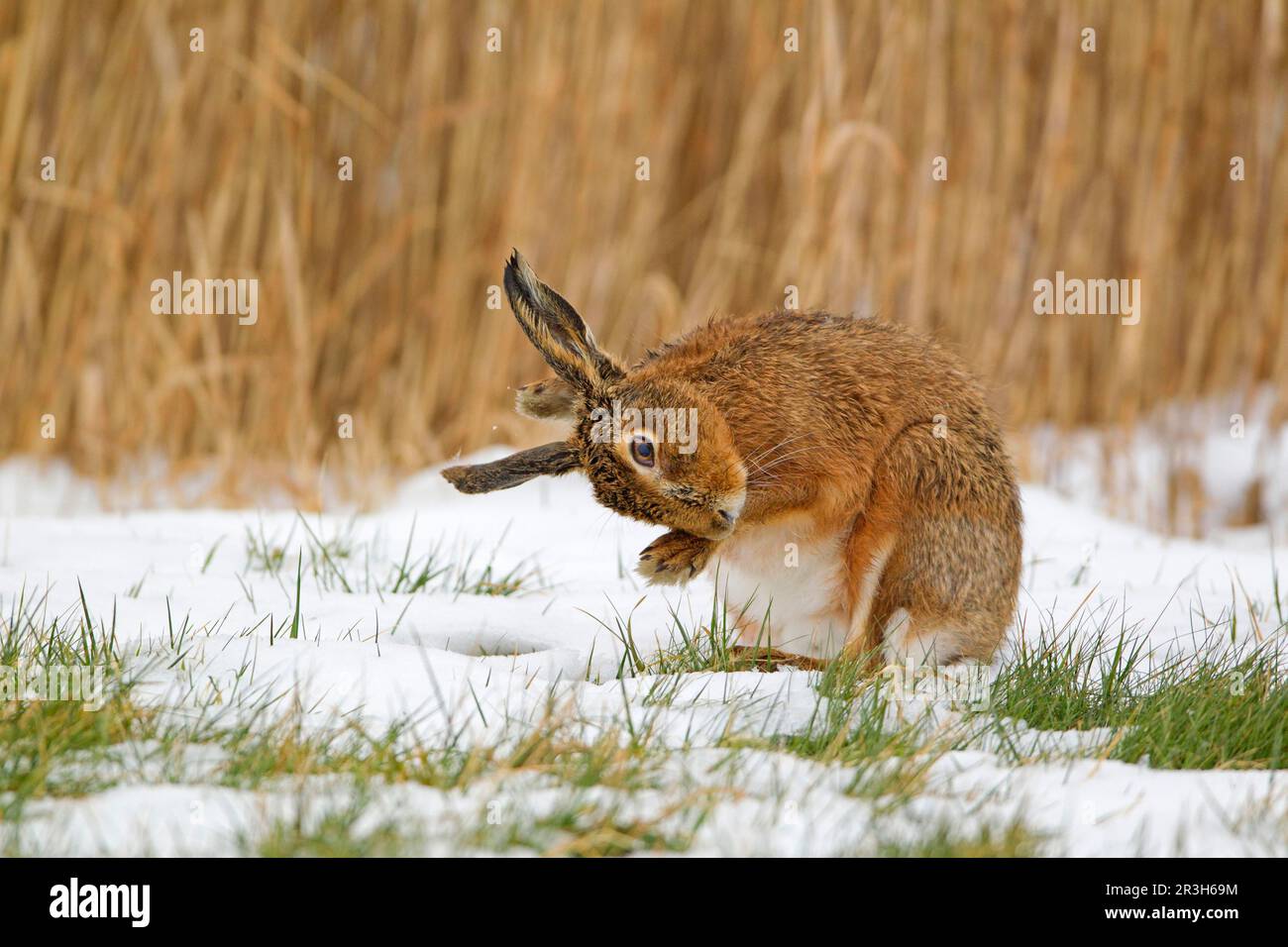 European Hare (Lepus europaeus) adult, scratching between ears with ...