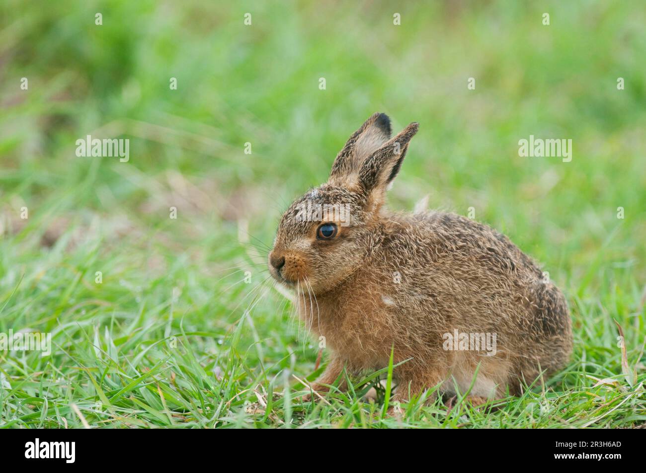 European hare, european hares (Lepus europaeus), hares, rodents ...