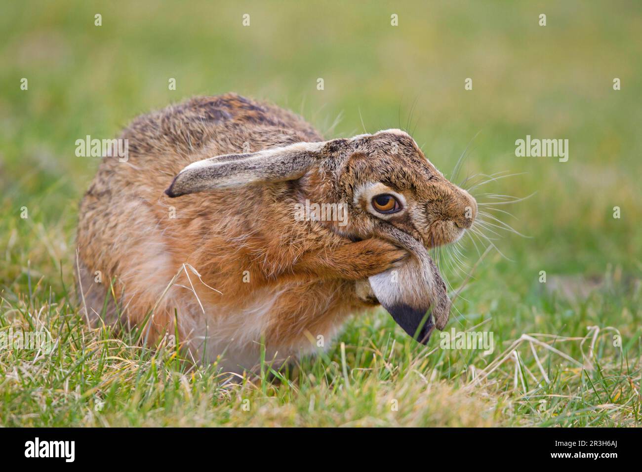 European Hare (Lepus europaeus) adult male, grooming ear with front ...