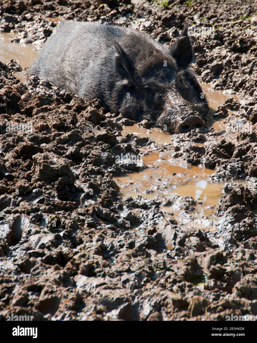 Wild boar on farm hi-res stock photography and images - Alamy