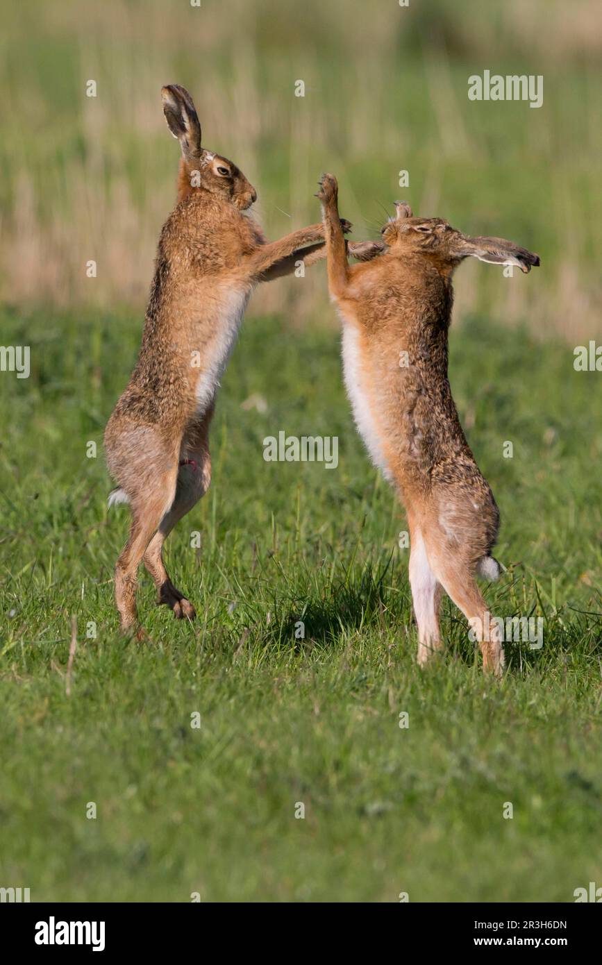 European hare (Lepus europaeus) adult pair, 'boxing', female fighting ...