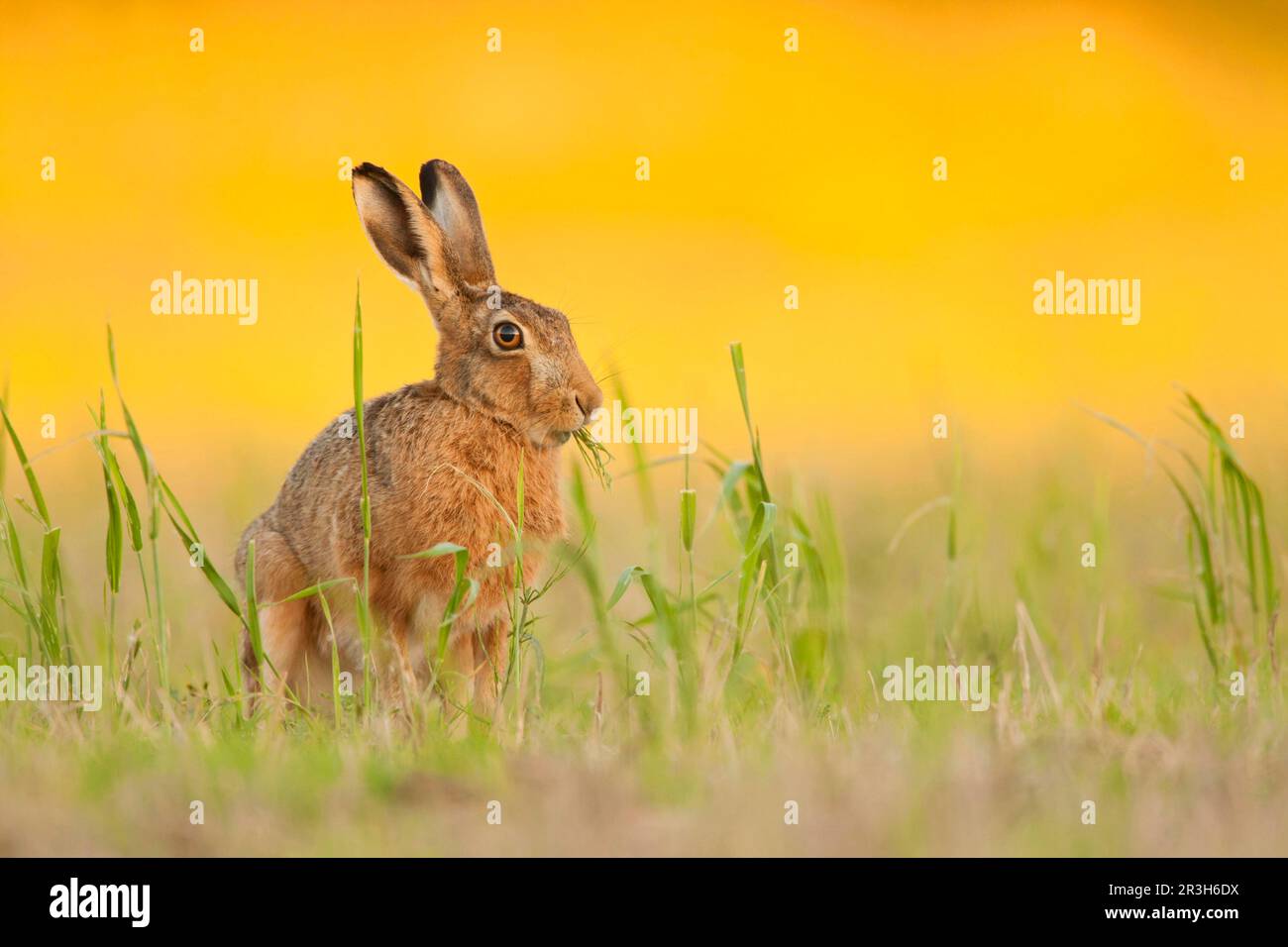 European Hare (Lepus europaeus) adult, feeding, sitting in set-aside ...
