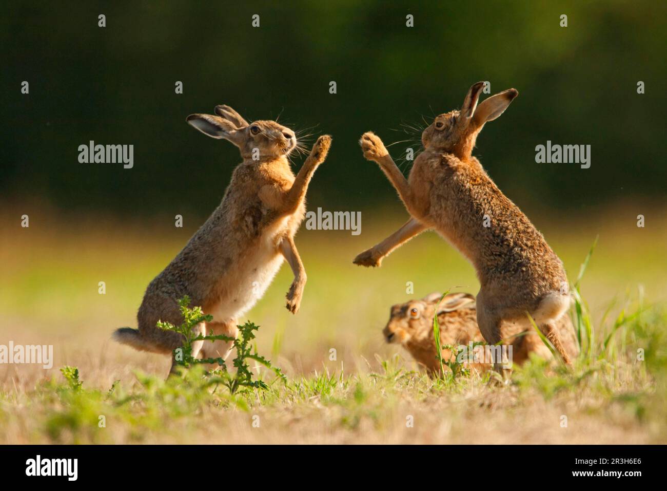 European Hare (Lepus europaeus) adult male and female, 'boxing' in set ...