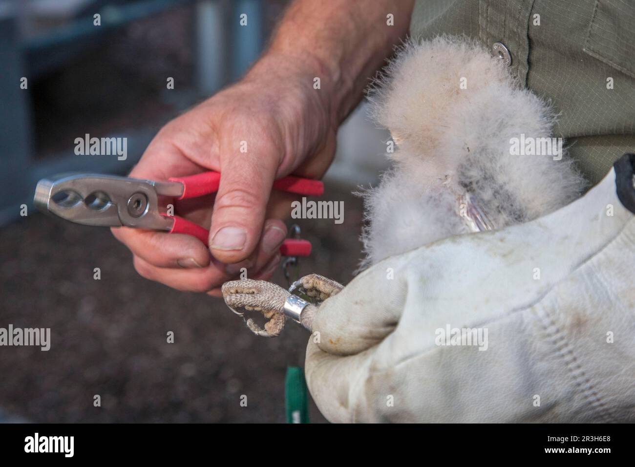 Barn owl, bird ringing, chick (Tito alba Stock Photo - Alamy