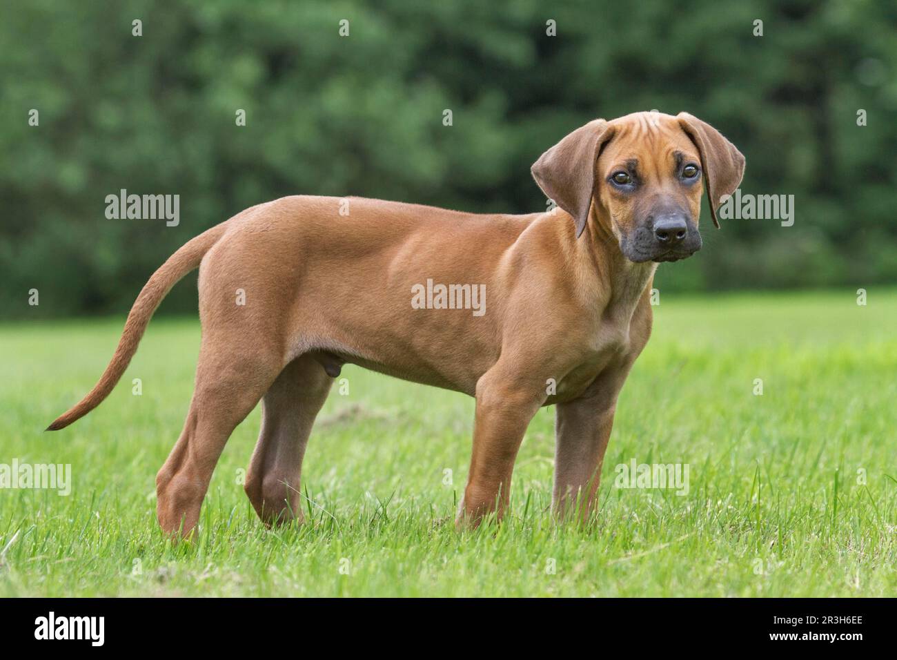 Rhodesian ridgeback puppy hi-res stock photography and images - Alamy