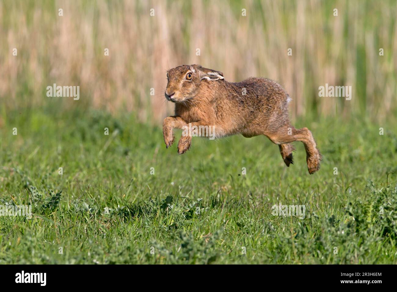 European hare, european hares (Lepus europaeus), hares, rodents ...