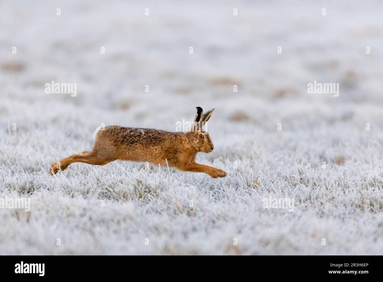 European hare (Lepus europaeus), adult, running in frost-covered grass ...