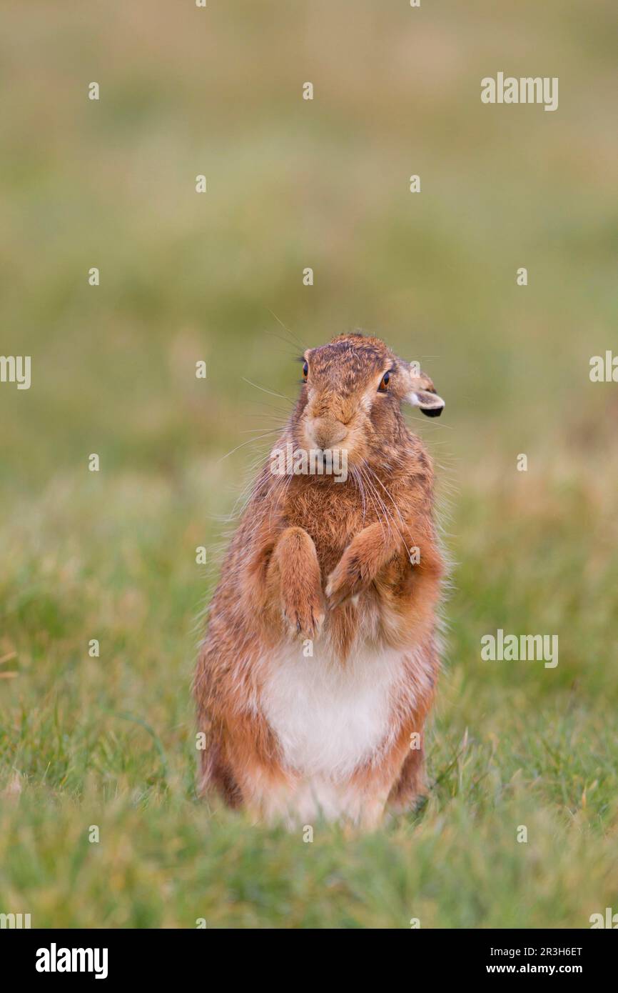 European Hare (Lepus europaeus) adult, shaking front paws, sitting in ...