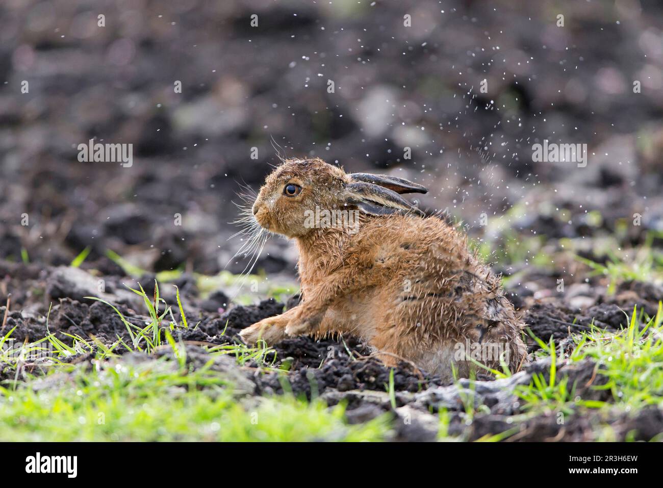 European hares (Lepus europaeus), hares, rodents, mammals, animals ...