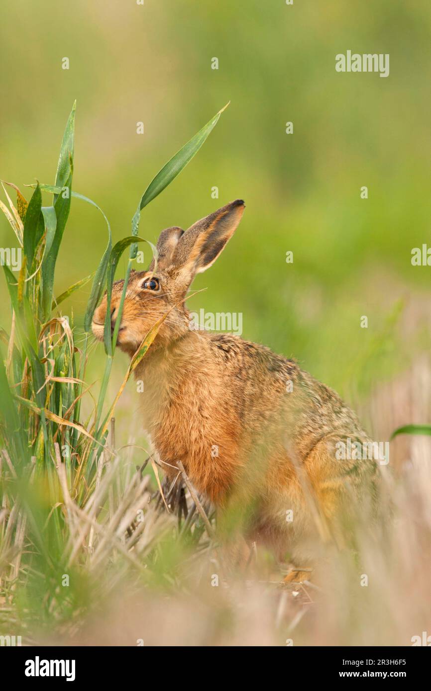European hare (Lepus europaeus) adult, feeding in disused stubble field ...