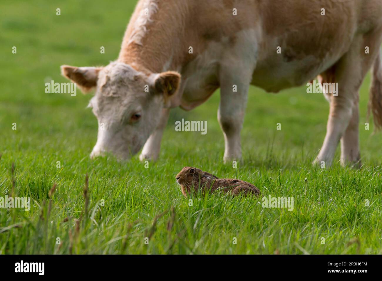 European hare (Lepus europaeus), adult, sitting on grazing moor with ...