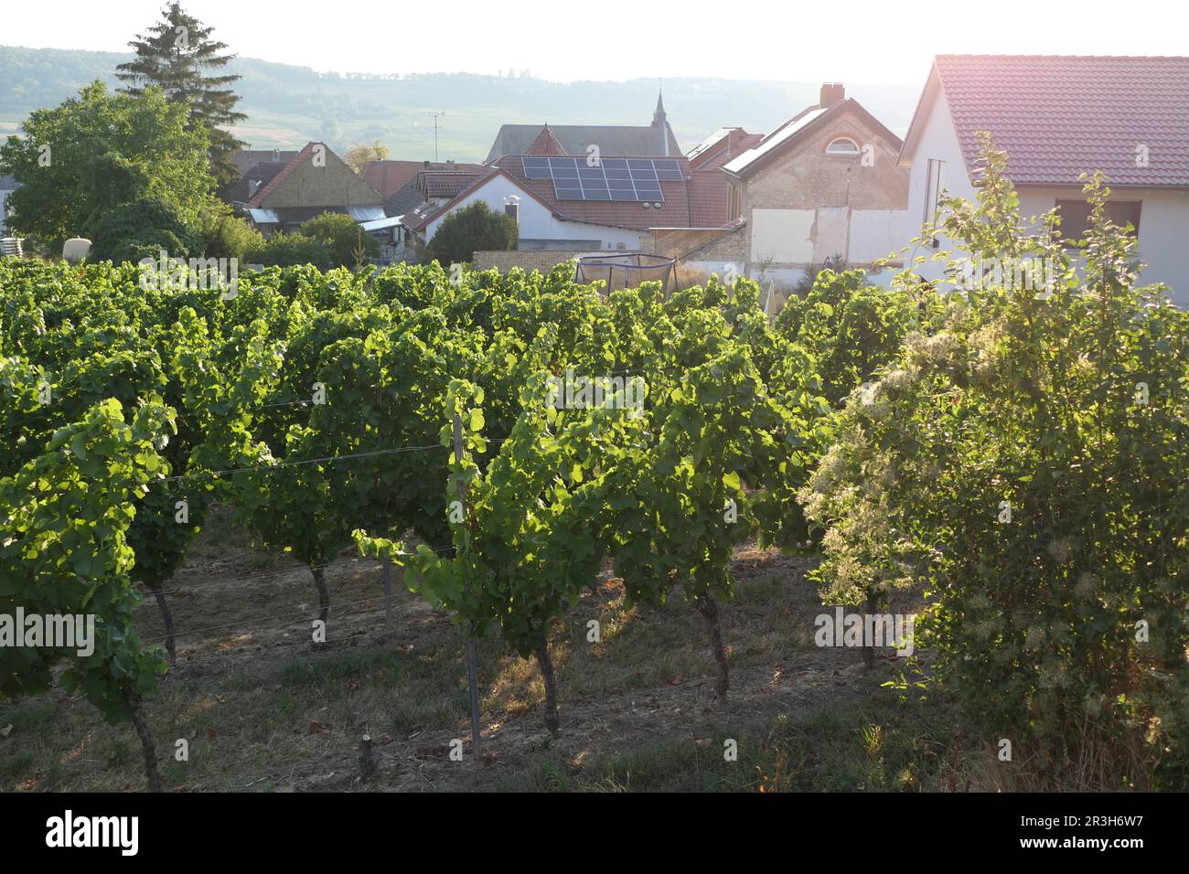 Schwabenheim hi-res stock photography and images - Alamy