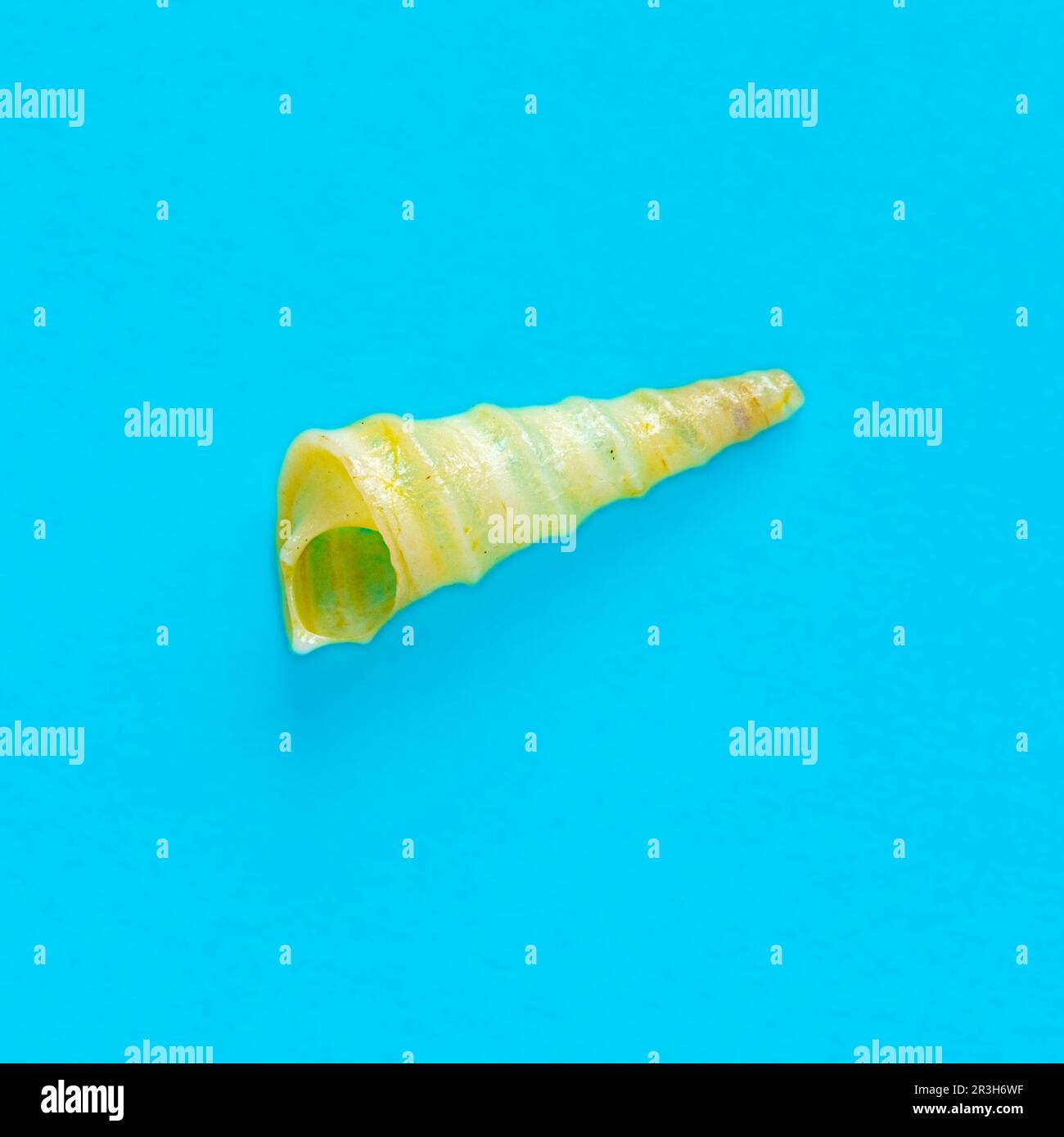 Flat Lay isolated image of a coastal seashell on a blue background ...