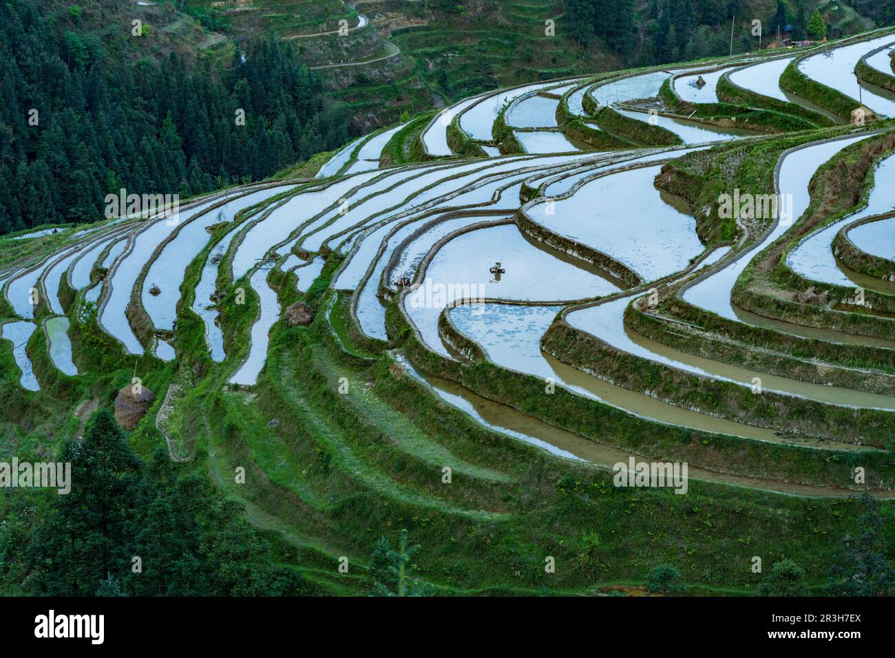 terrace fields in overcast weather Stock Photo - Alamy